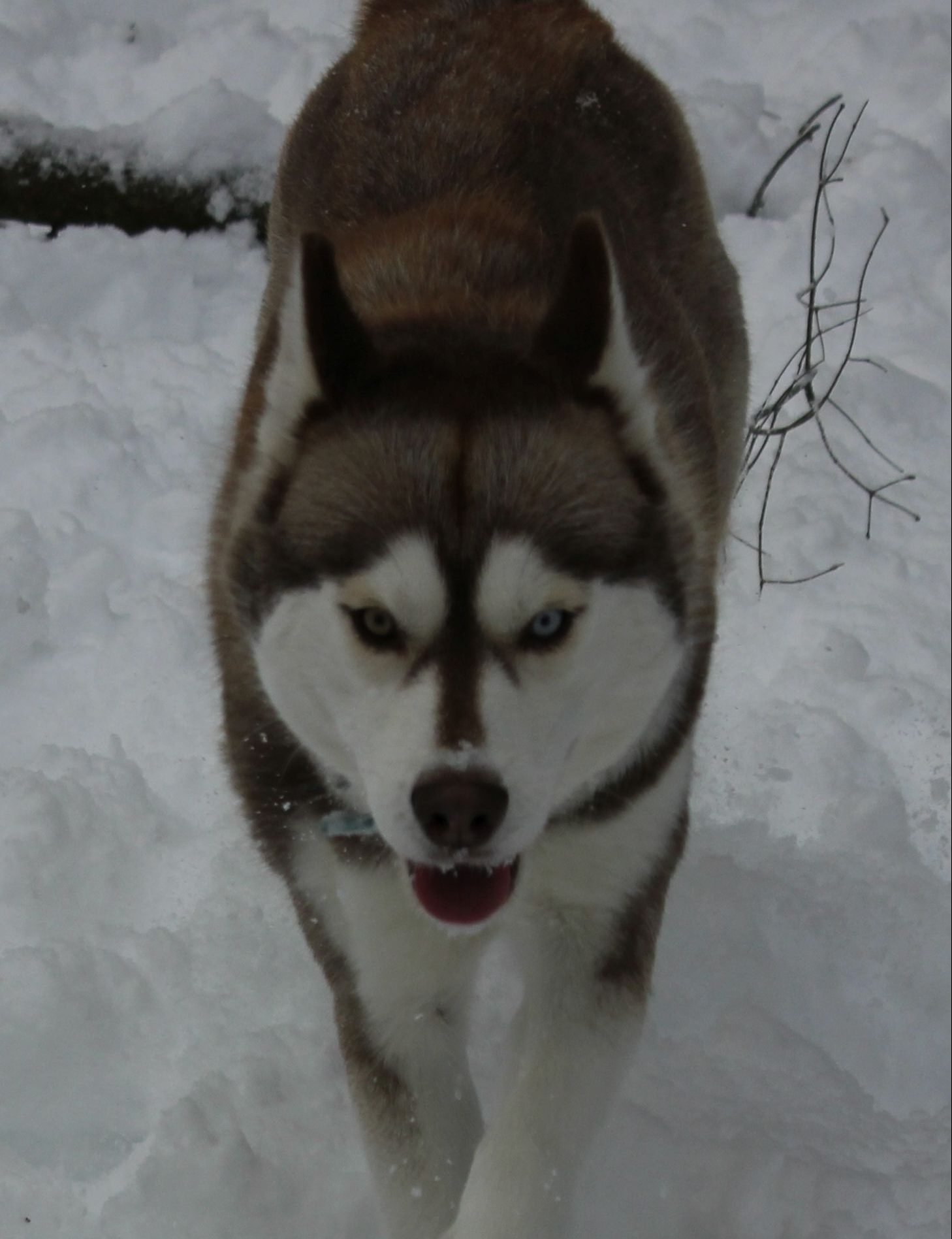 Beautiful Griffin – Running with Huskies