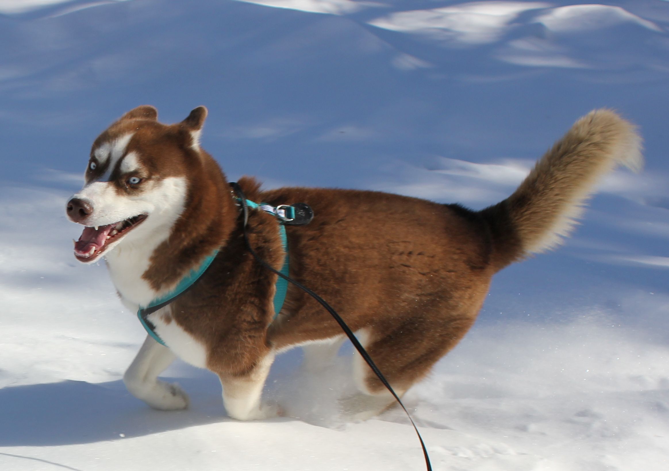 Tiberius Demon – Running with Huskies