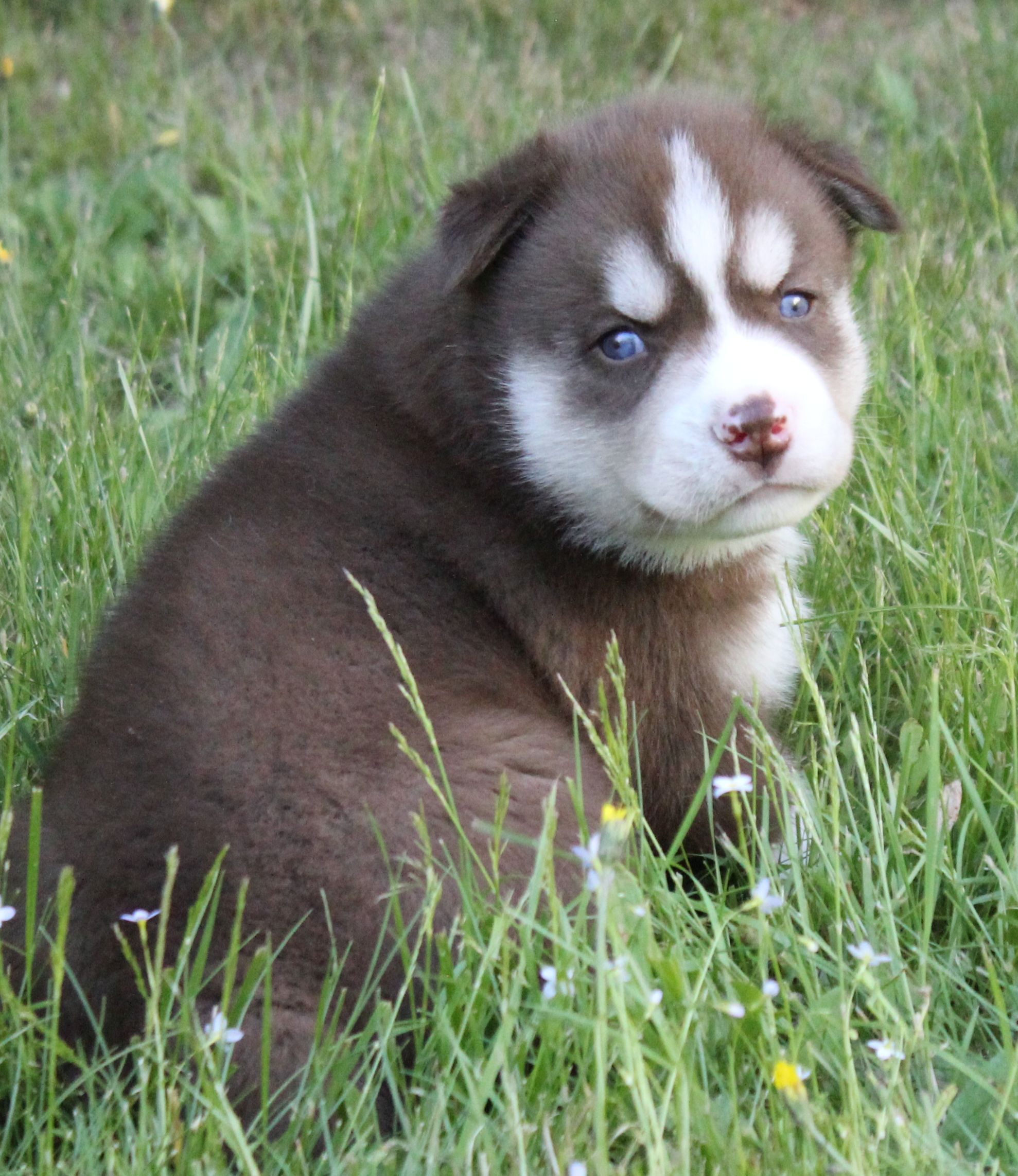 MuklukD – Running with Huskies