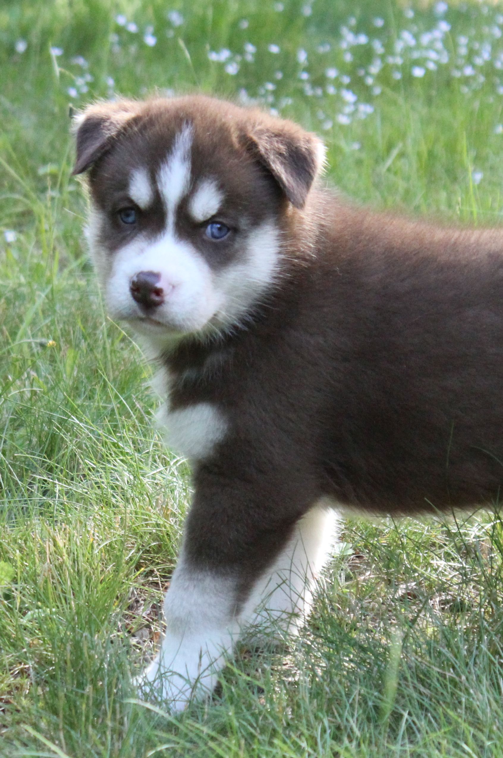 MuklukA – Running with Huskies