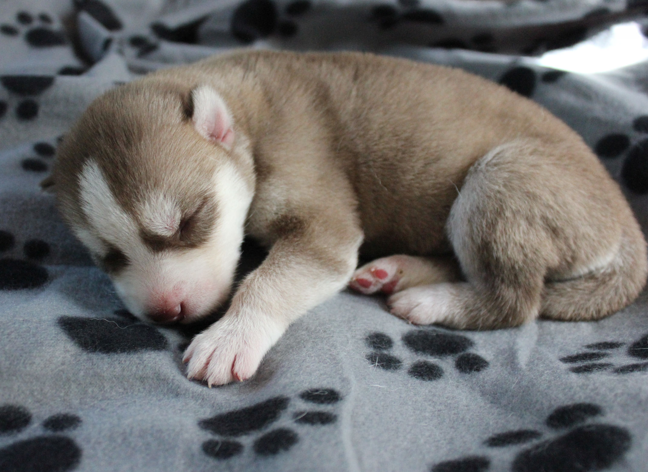 BelleC – Running with Huskies