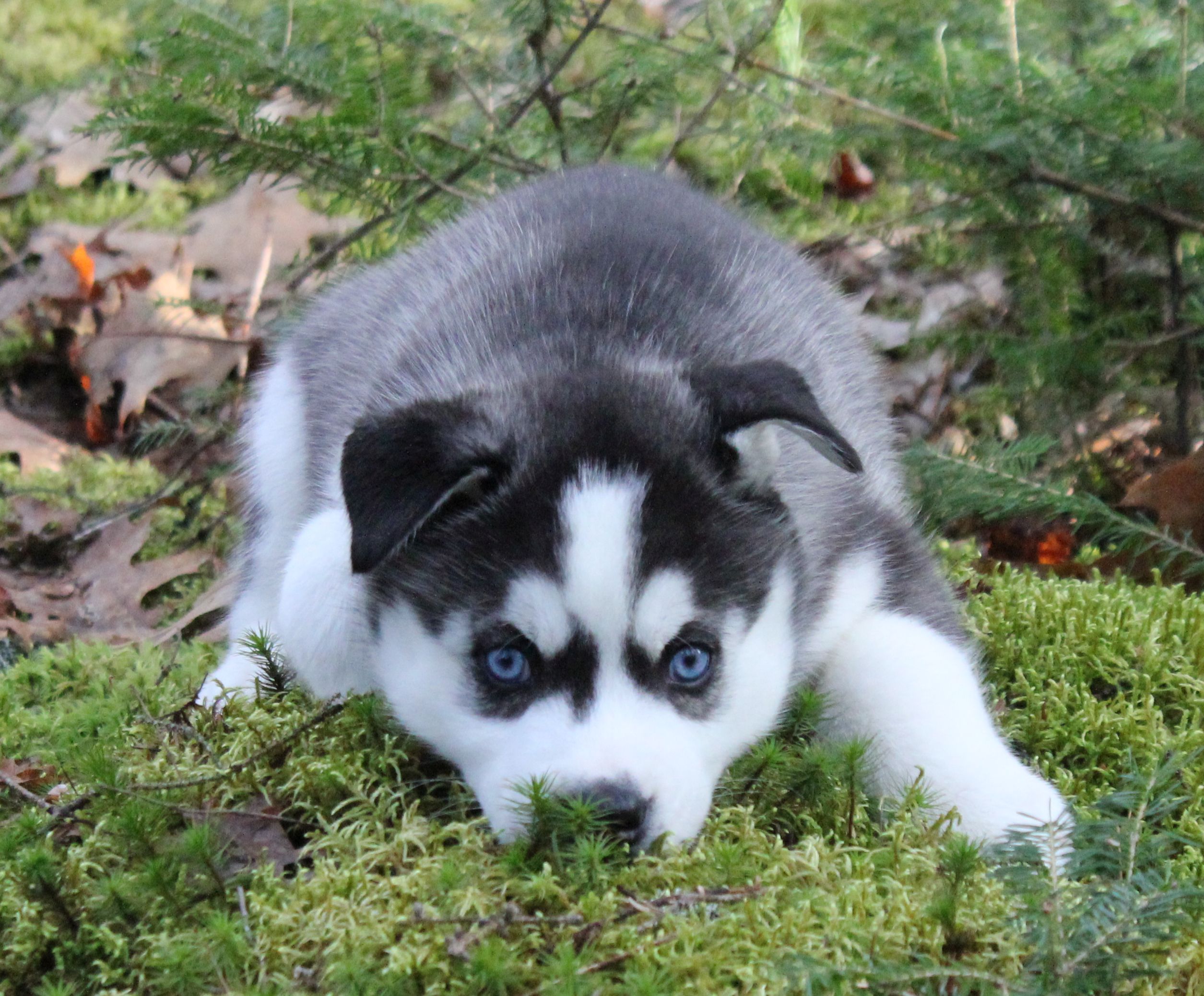 IndigoA – Running with Huskies