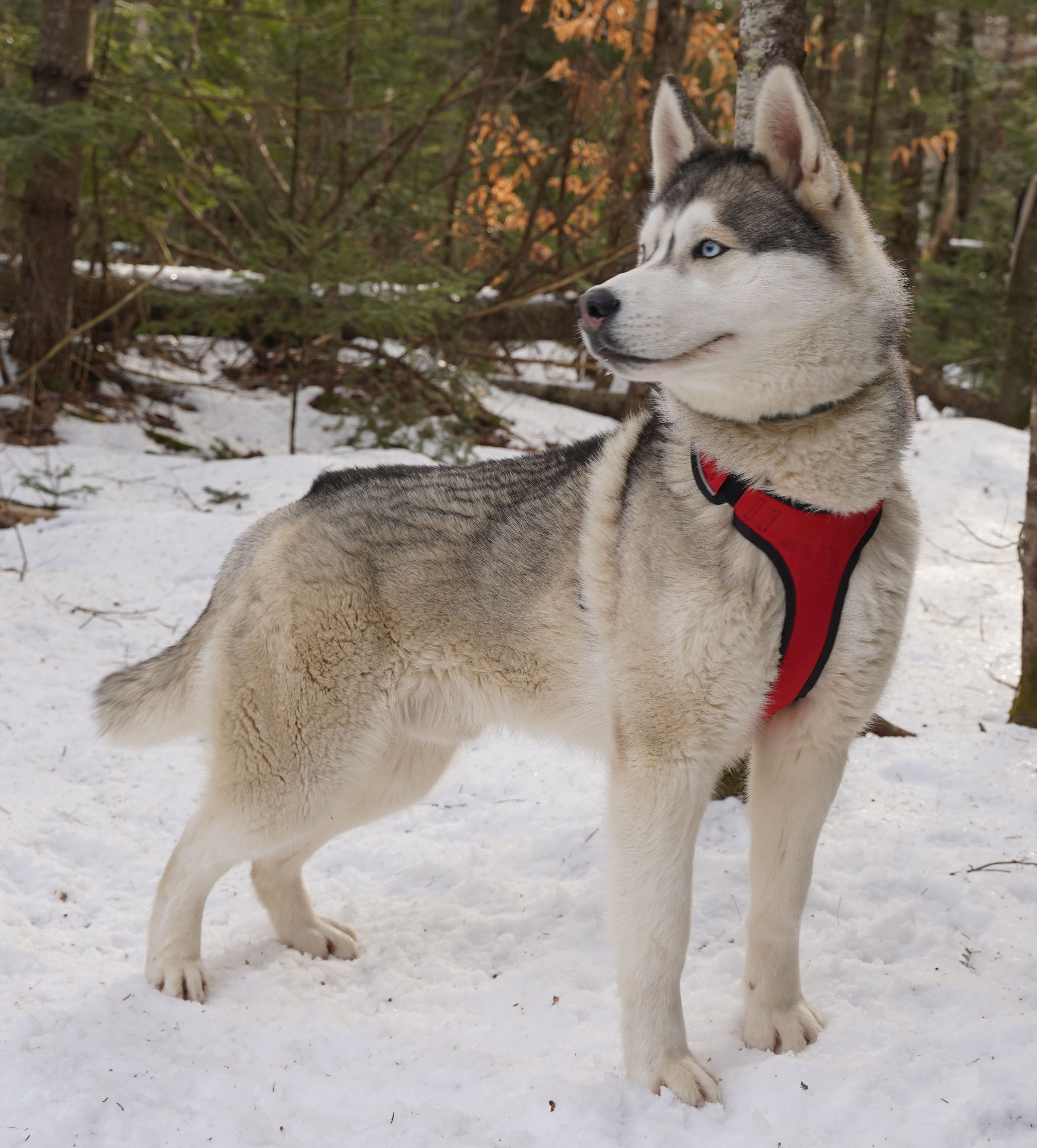 Meet the Pack – Running with Huskies