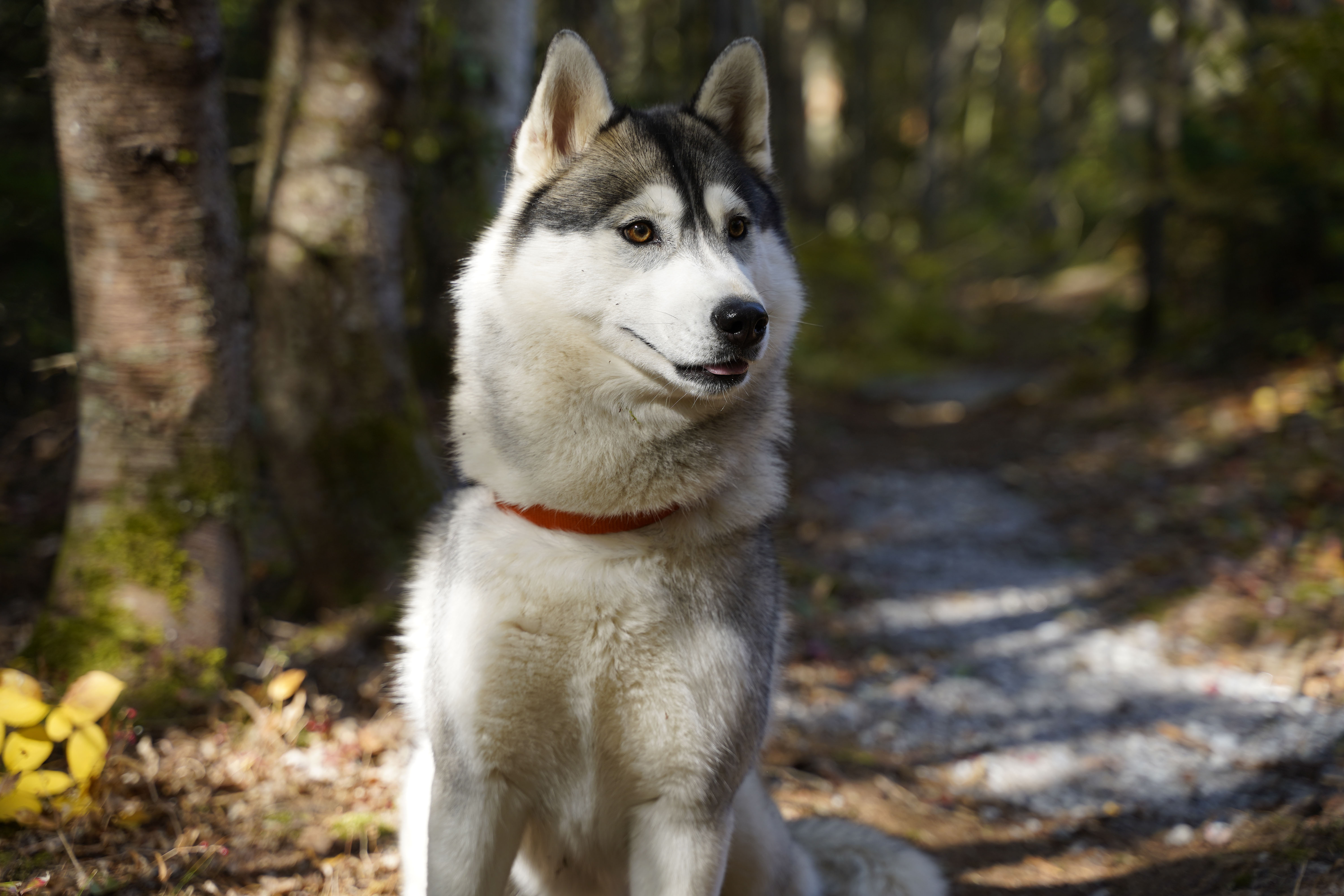 Running with Huskies