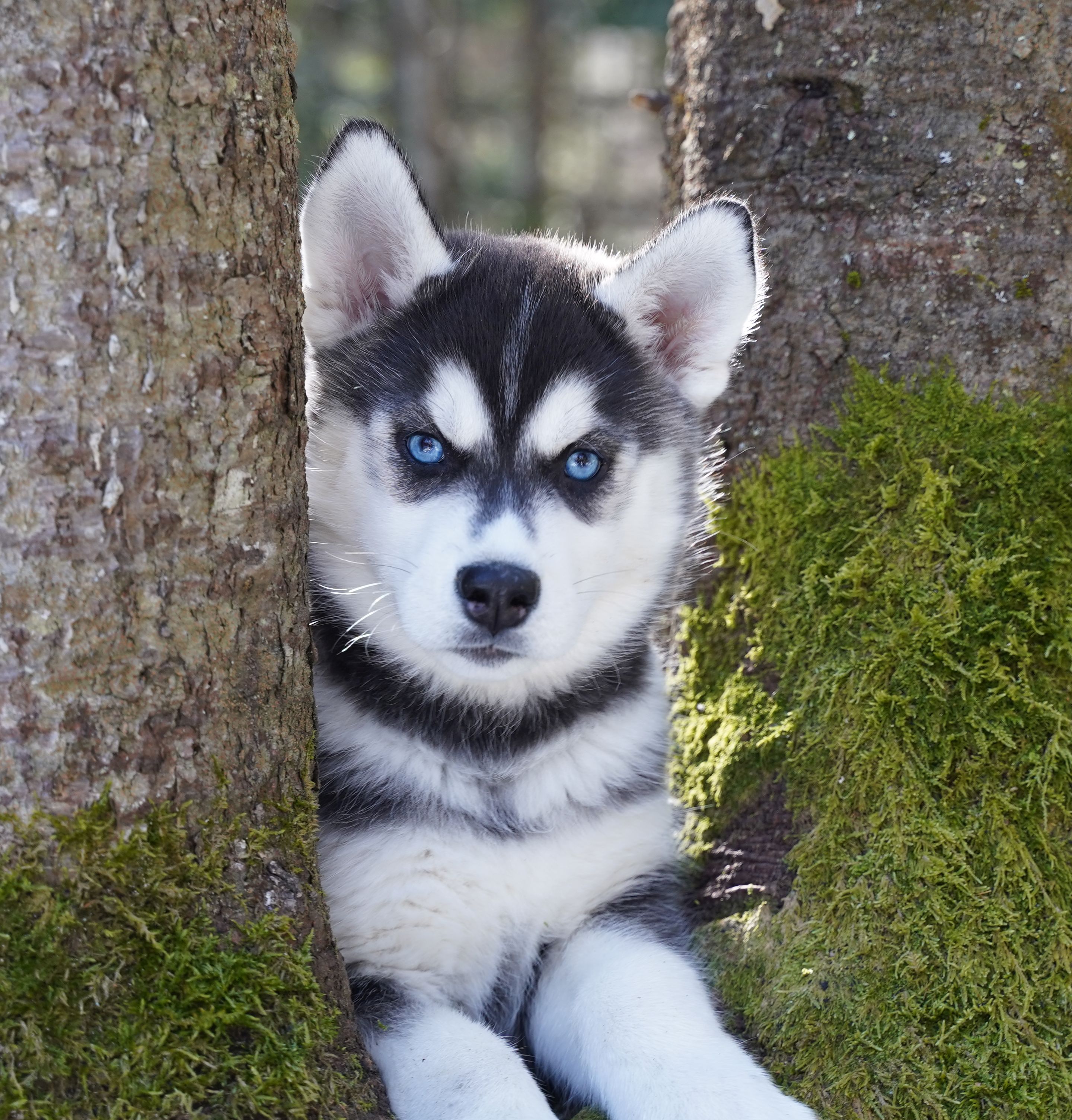 LilaE_8wks – Running with Huskies
