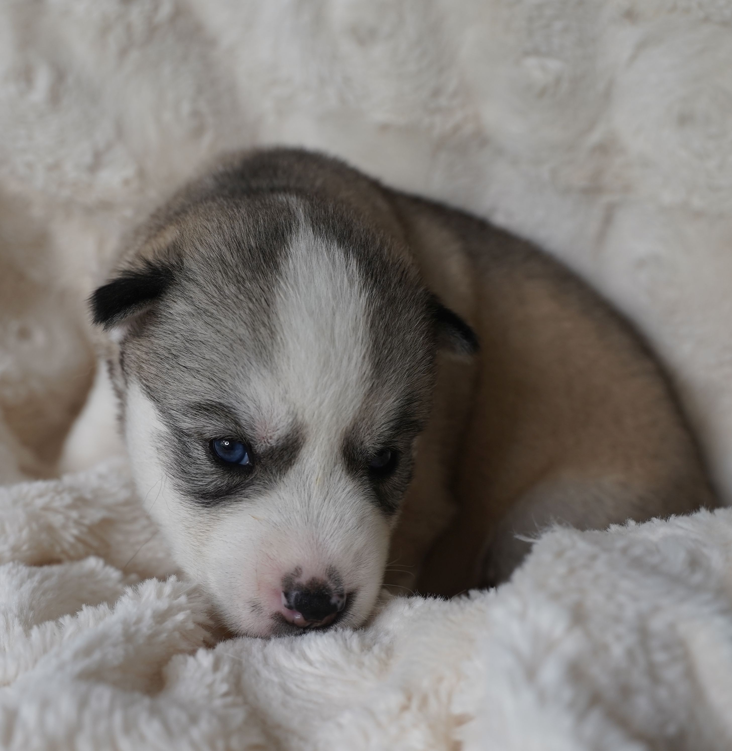 KayleeB_3wks – Running with Huskies