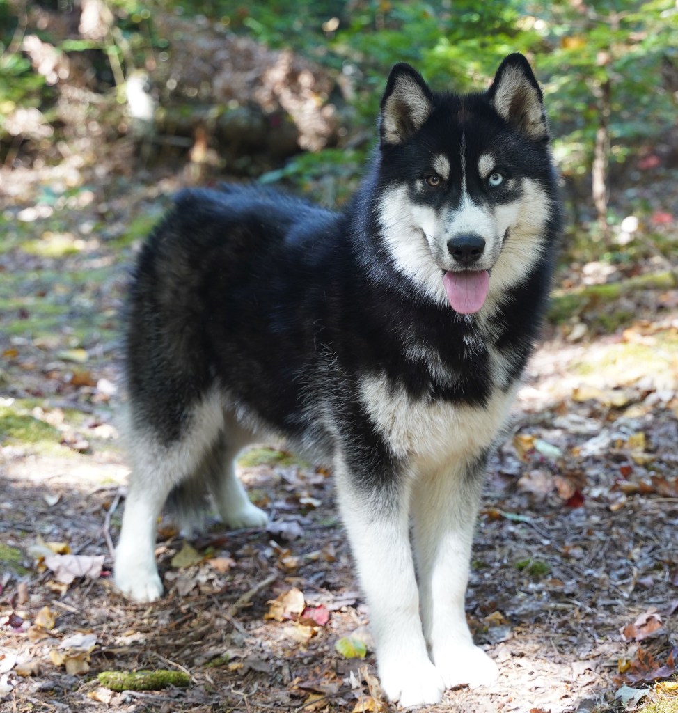 Meet the Pack – Running with Huskies