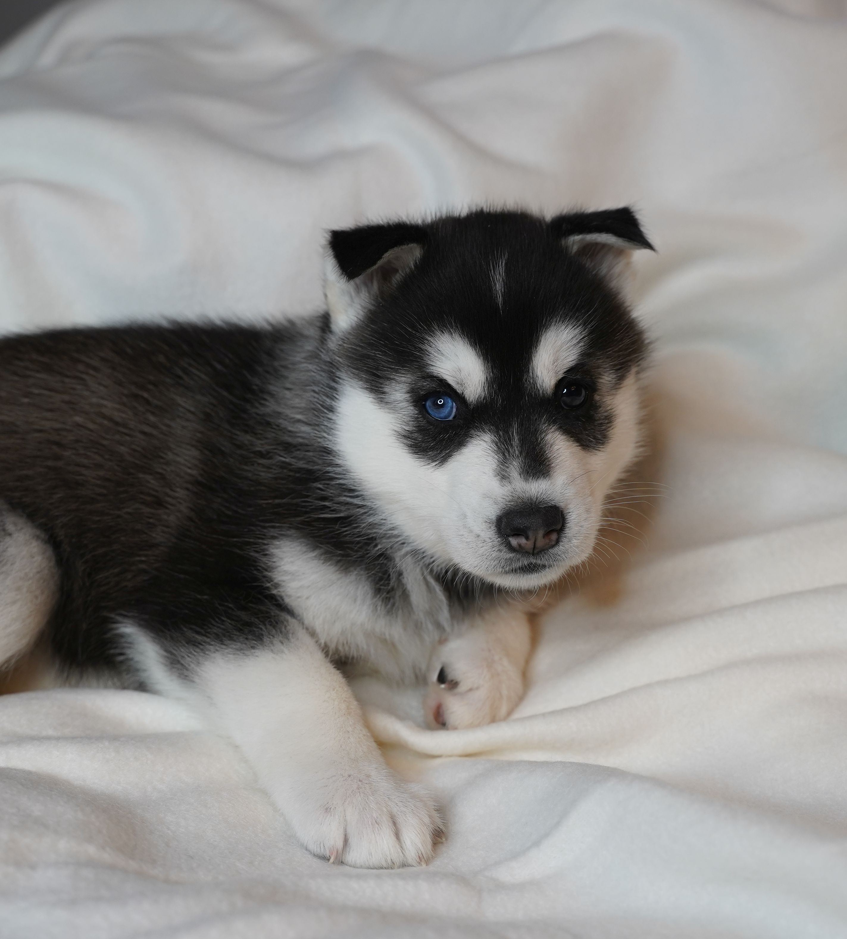 StellaC_5wks – Running with Huskies