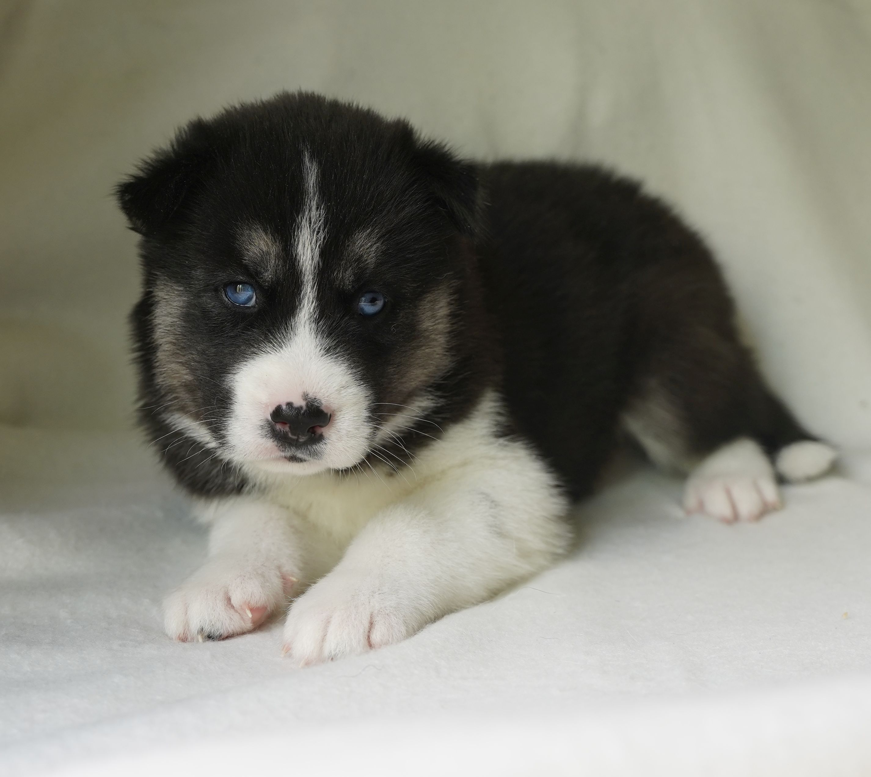 ElioD_4wks – Running with Huskies