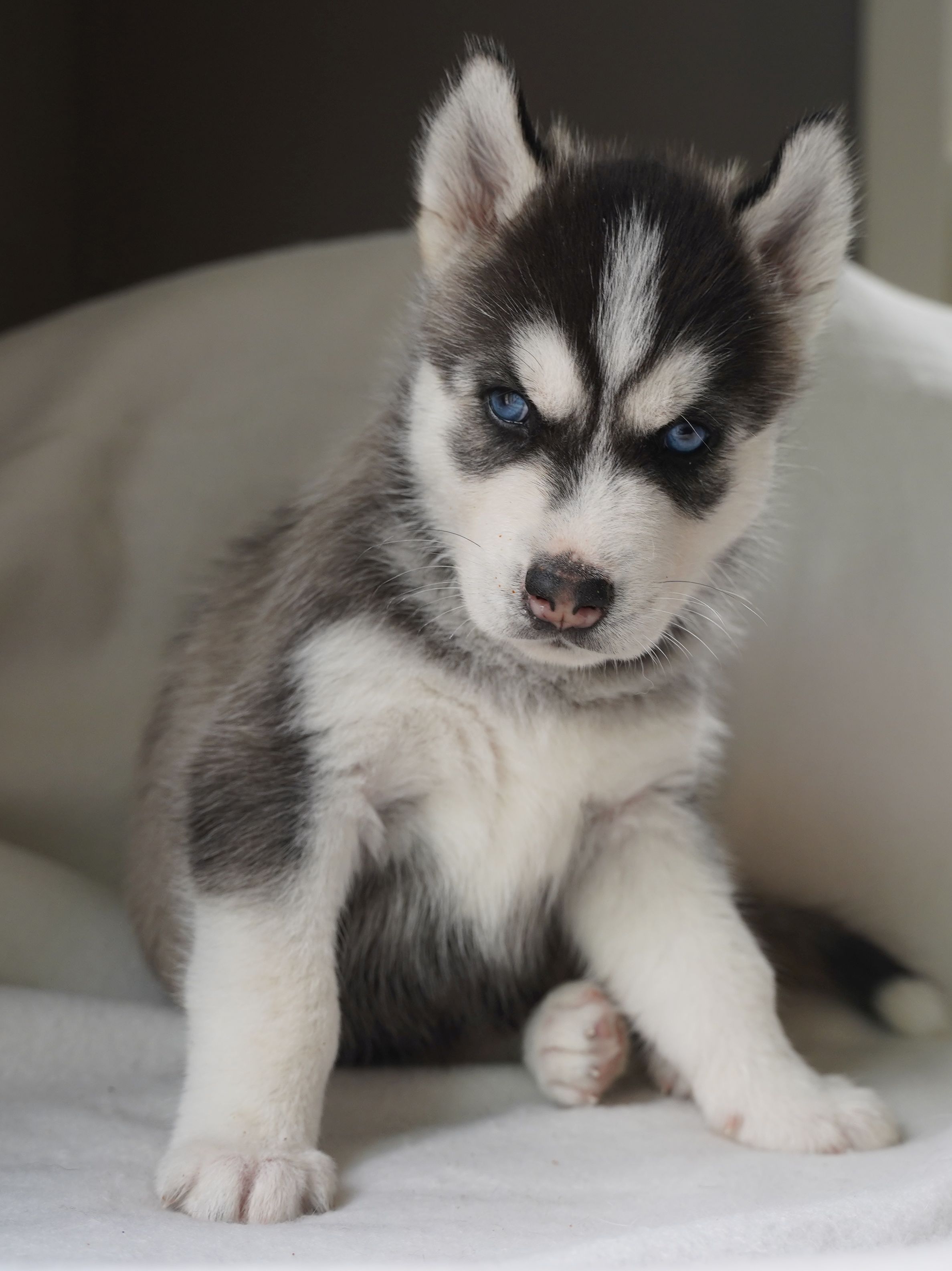 FinnC_5wks – Running with Huskies