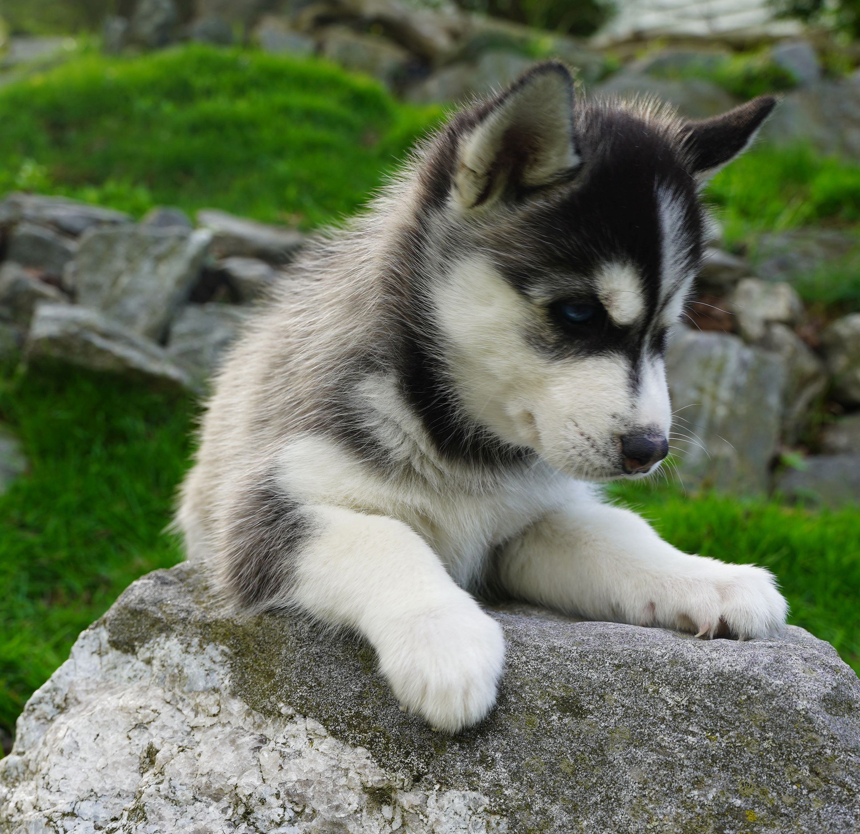 FinnC_6wks – Running with Huskies